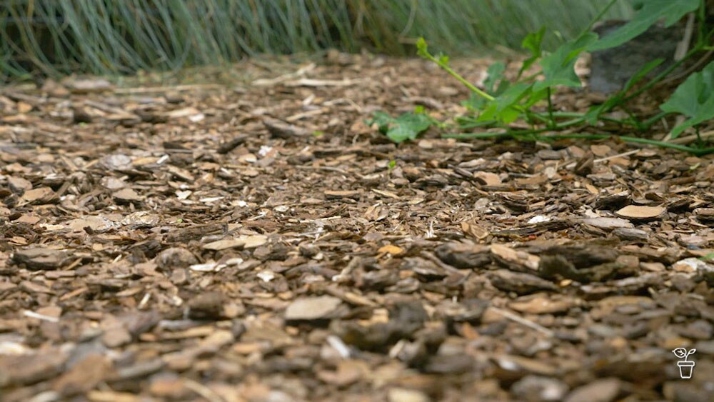 Top Tip: Too Much Mulch? - Gardening Australia