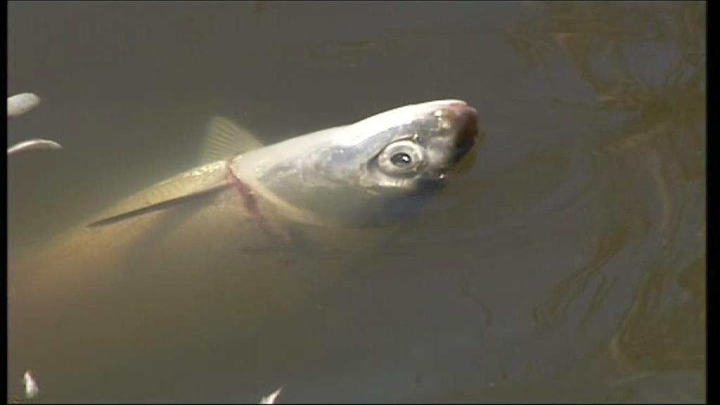 Thousands of fish die at Beachmere - ABC News