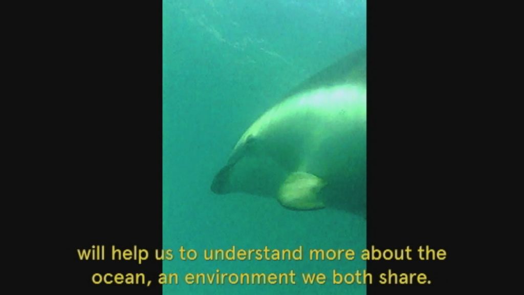 Dolphin cameras reveal secret underwater life - ABC News