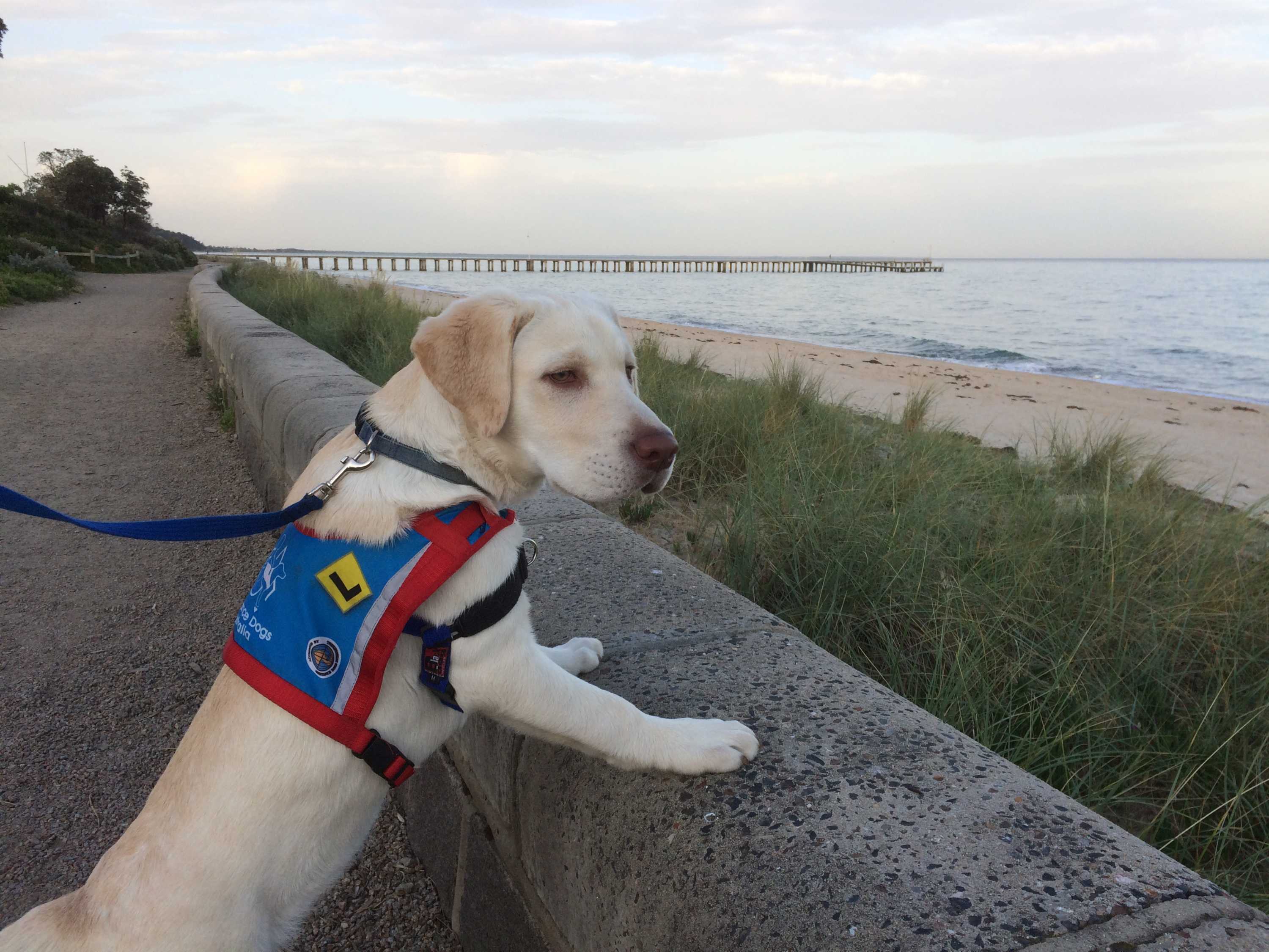 Assistance dogs helping relieve stress for bushfire first responders ...