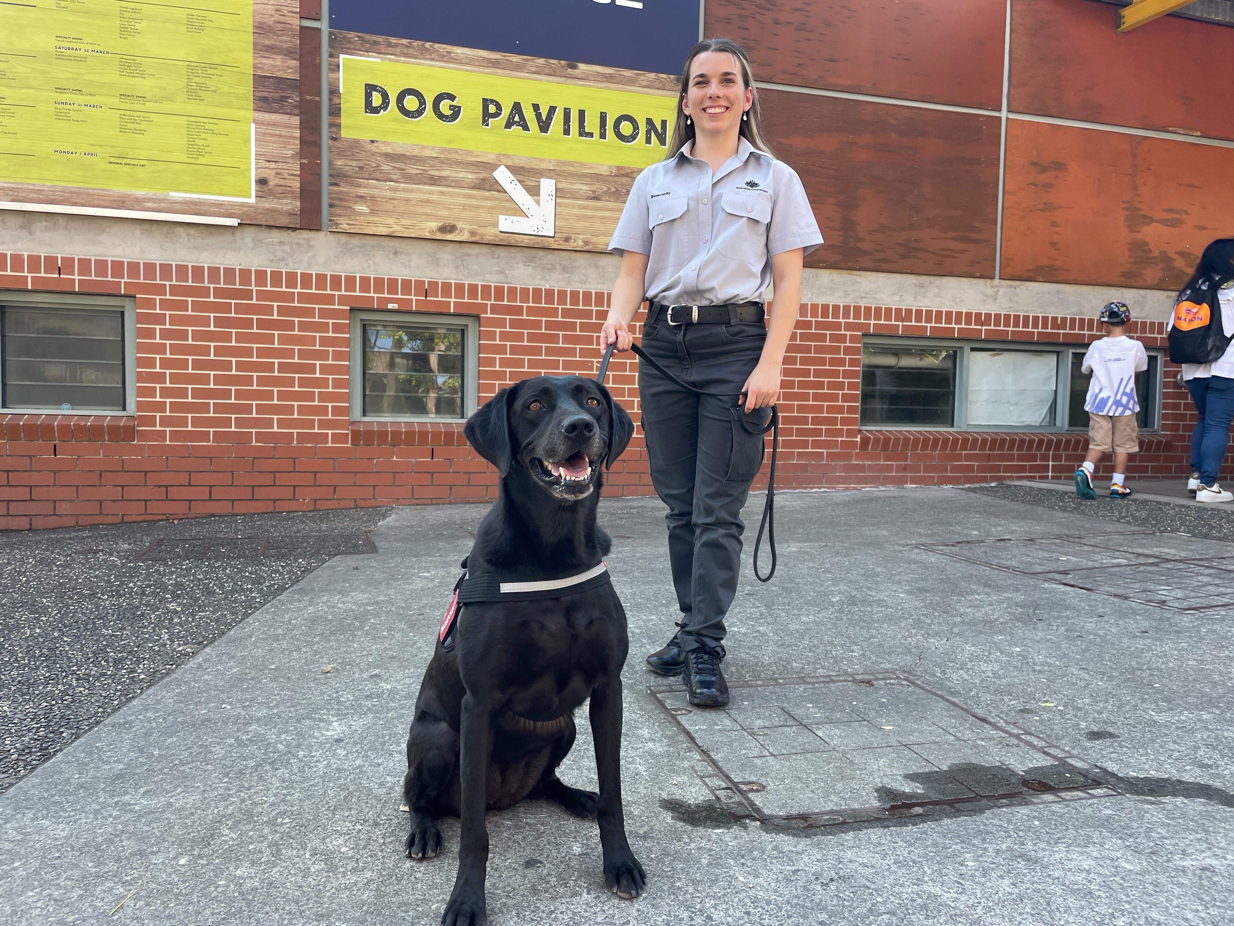 Sniffer dog 'Vespa' awarded at Sydney Royal Easter Show for record ...