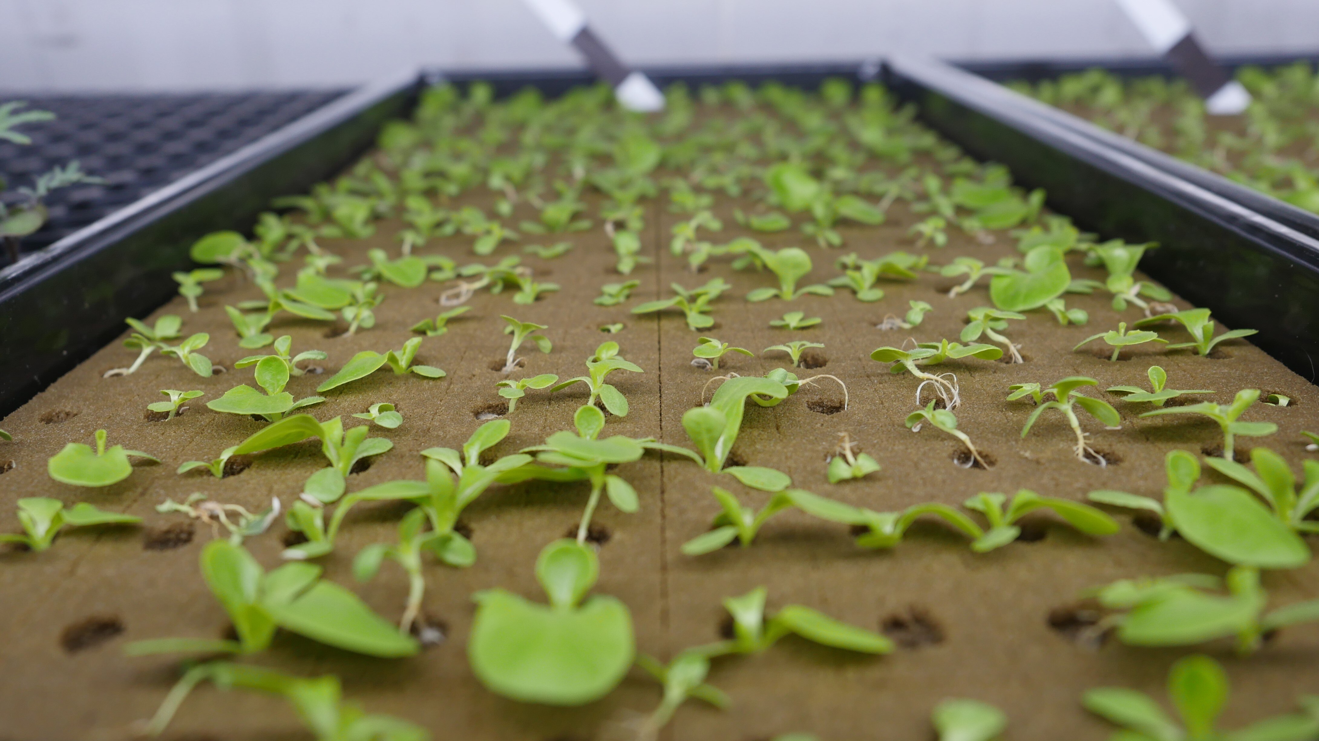Urban microfarmers are moving food production into cities
