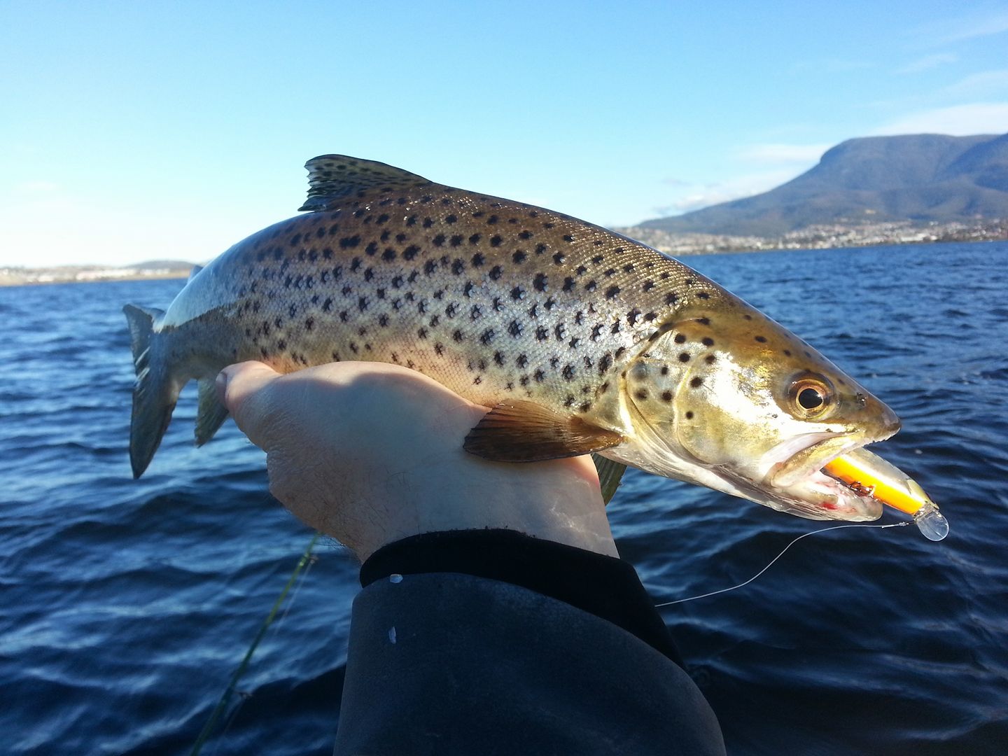 It's a bumper season for sea-run trout, as big Australian salmon begin ...