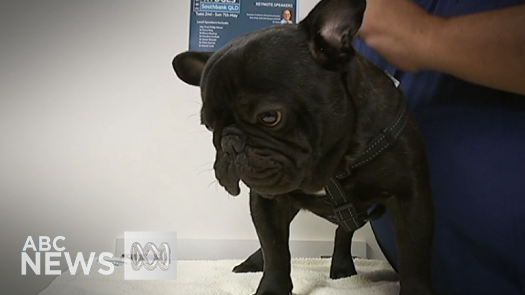 Is it unethical to breed short-nosed dogs, like pugs and French ...