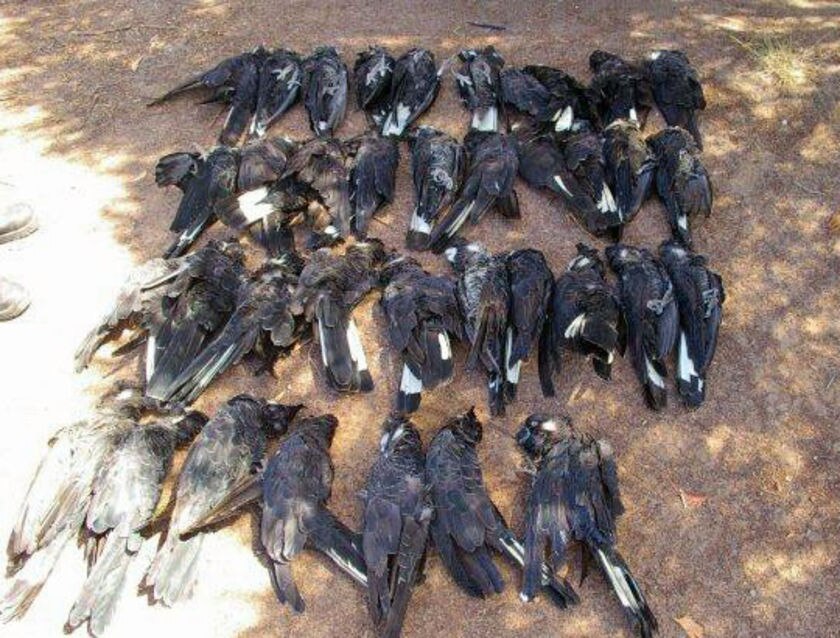 Dead birds tested for traces of poison - ABC News