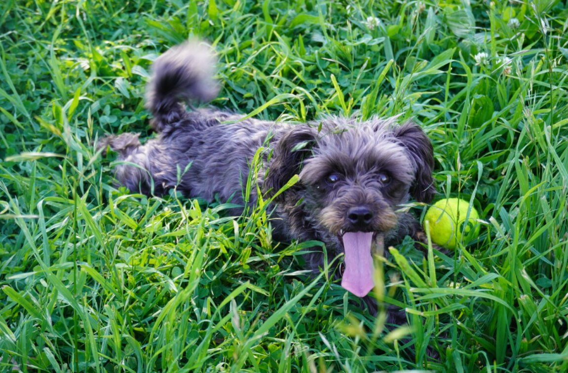 Paw-fect: New dog parks on the way for Franklin and Lanyon - ABC listen