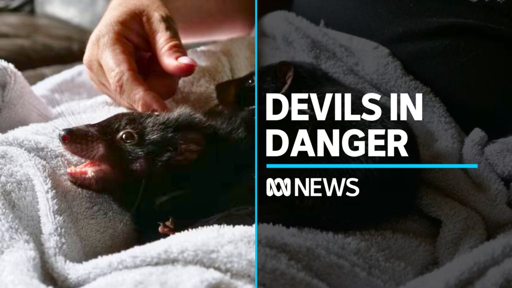 Tasmanian devil deaths are on the rise, despite changes to local road ...