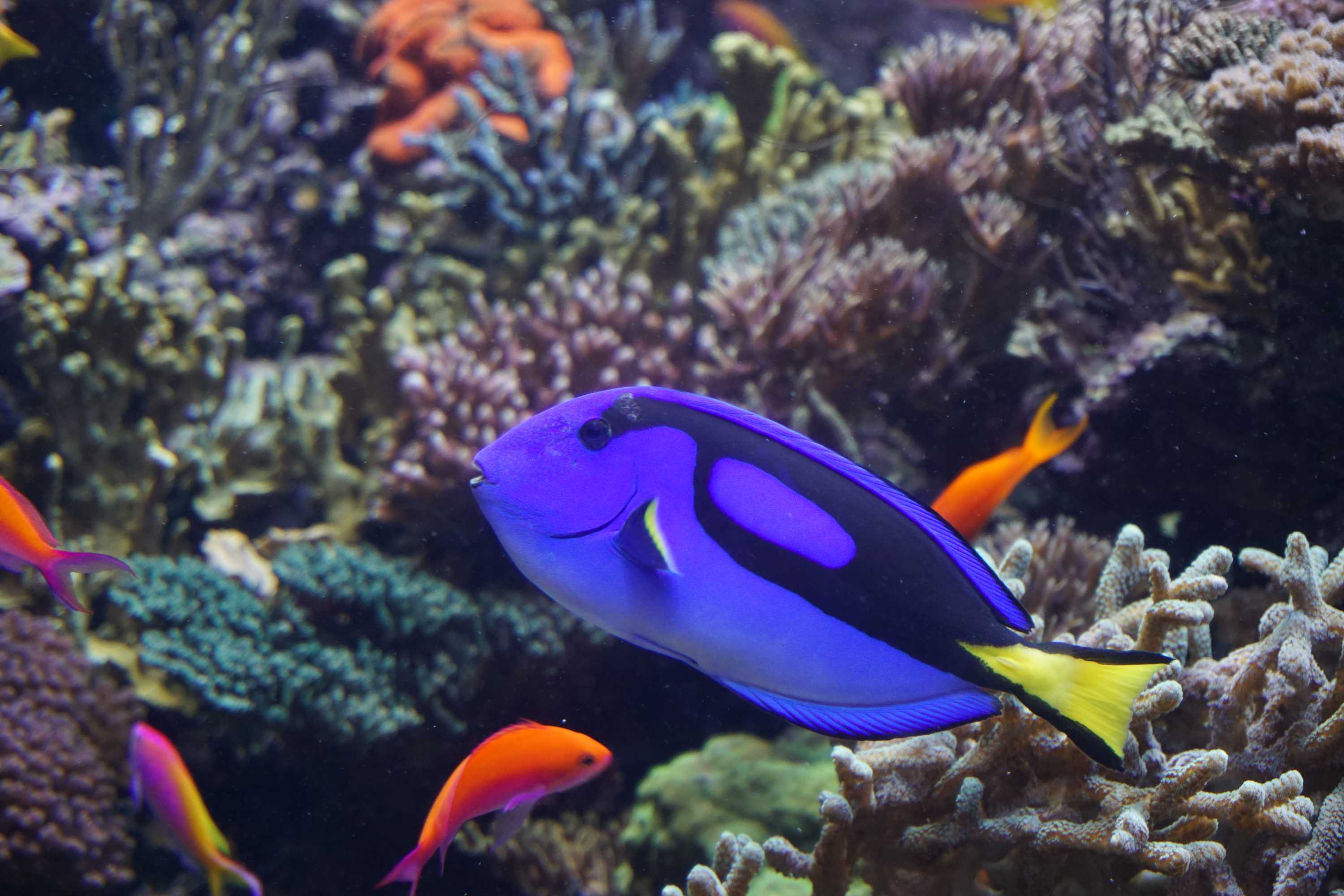 Finding Dory in WA laboratory as experts trial breeding programs for ...