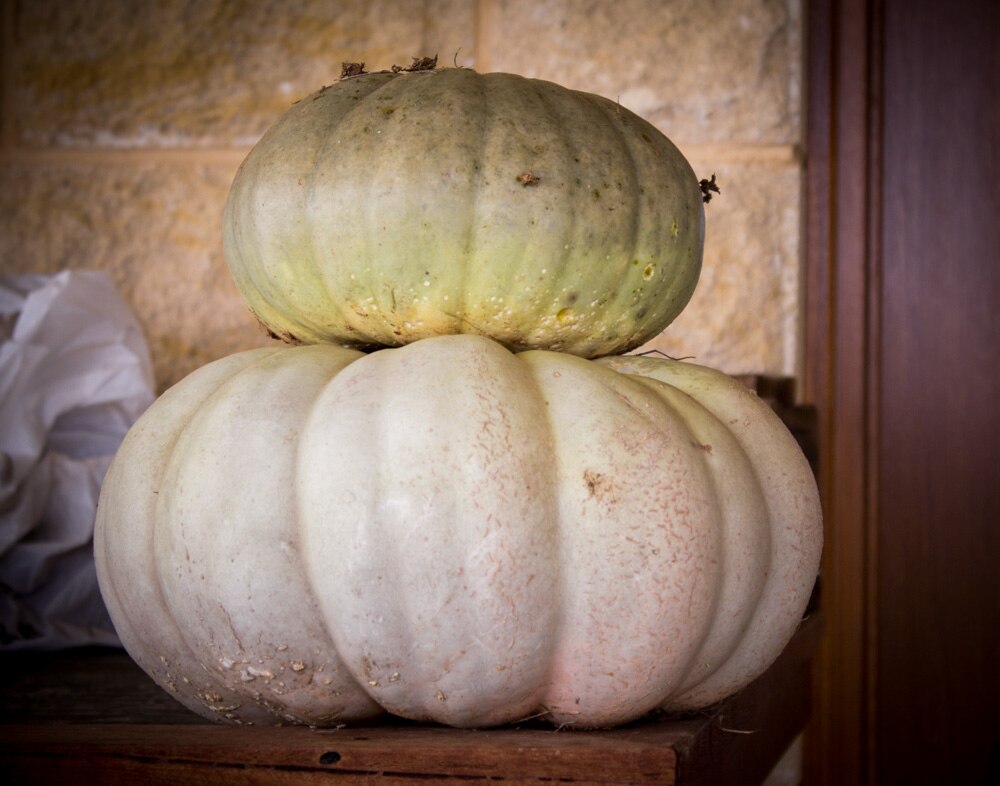 Gardening talkback: Problematic pumpkin plants - ABC listen