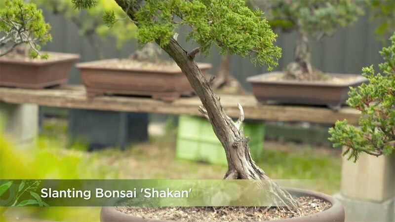 Bonsai Extra - Gardening Australia