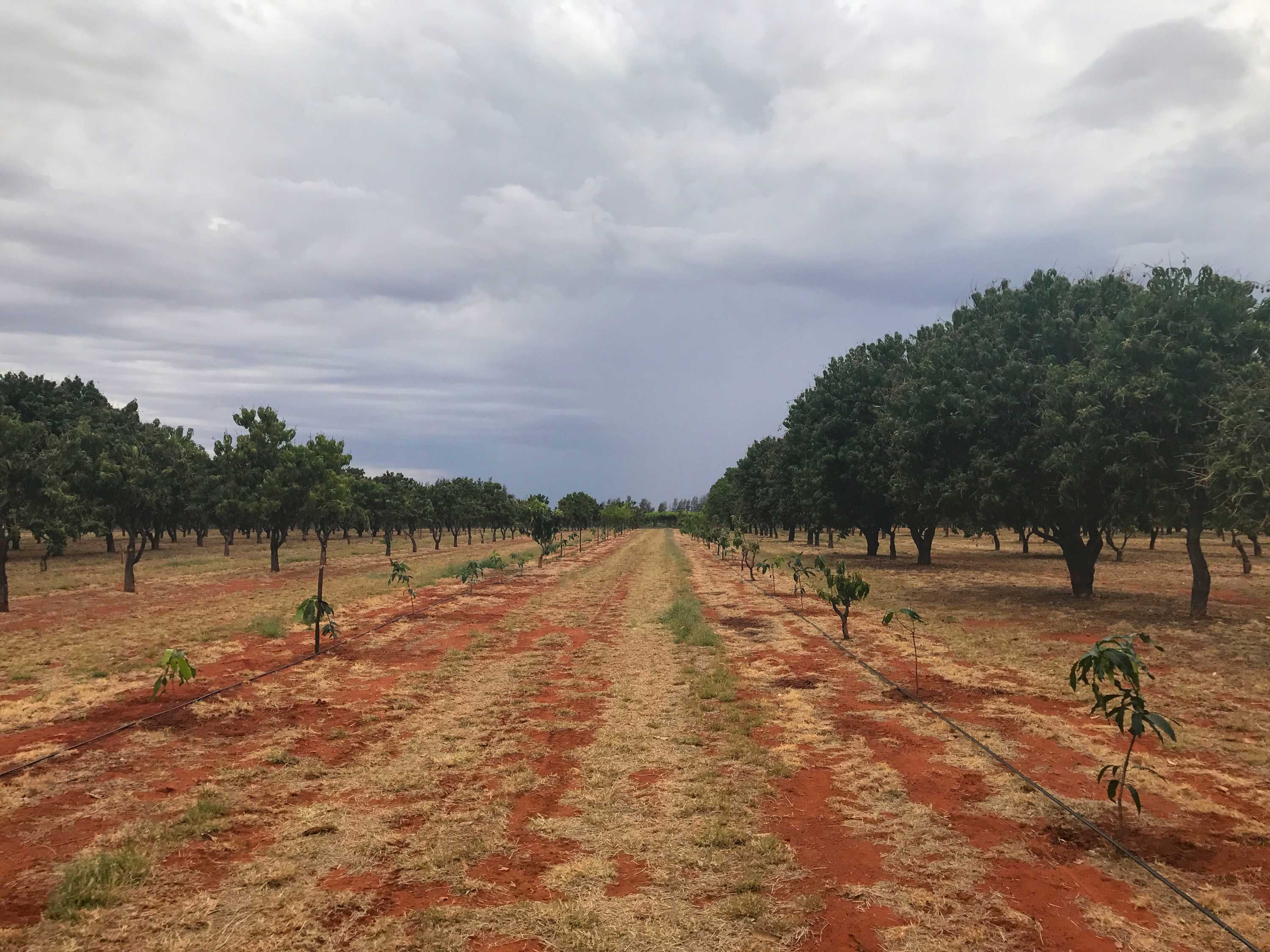 Outback mango farm hopes to extend NT season to April - ABC News