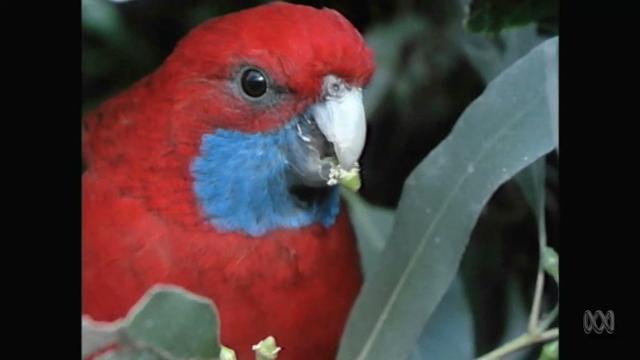 Our Animals: Pretty parrots - ABC Education