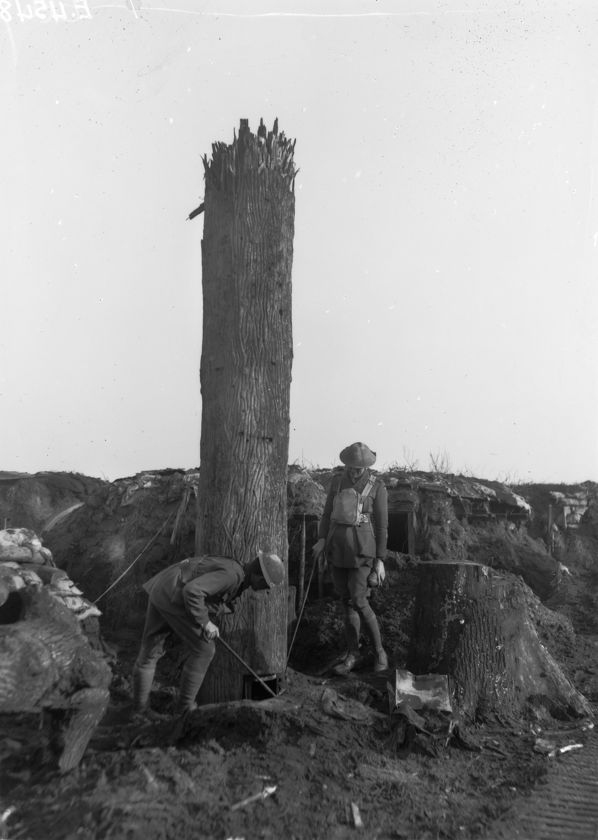 WW1 camouflage tree debarked - ABC News