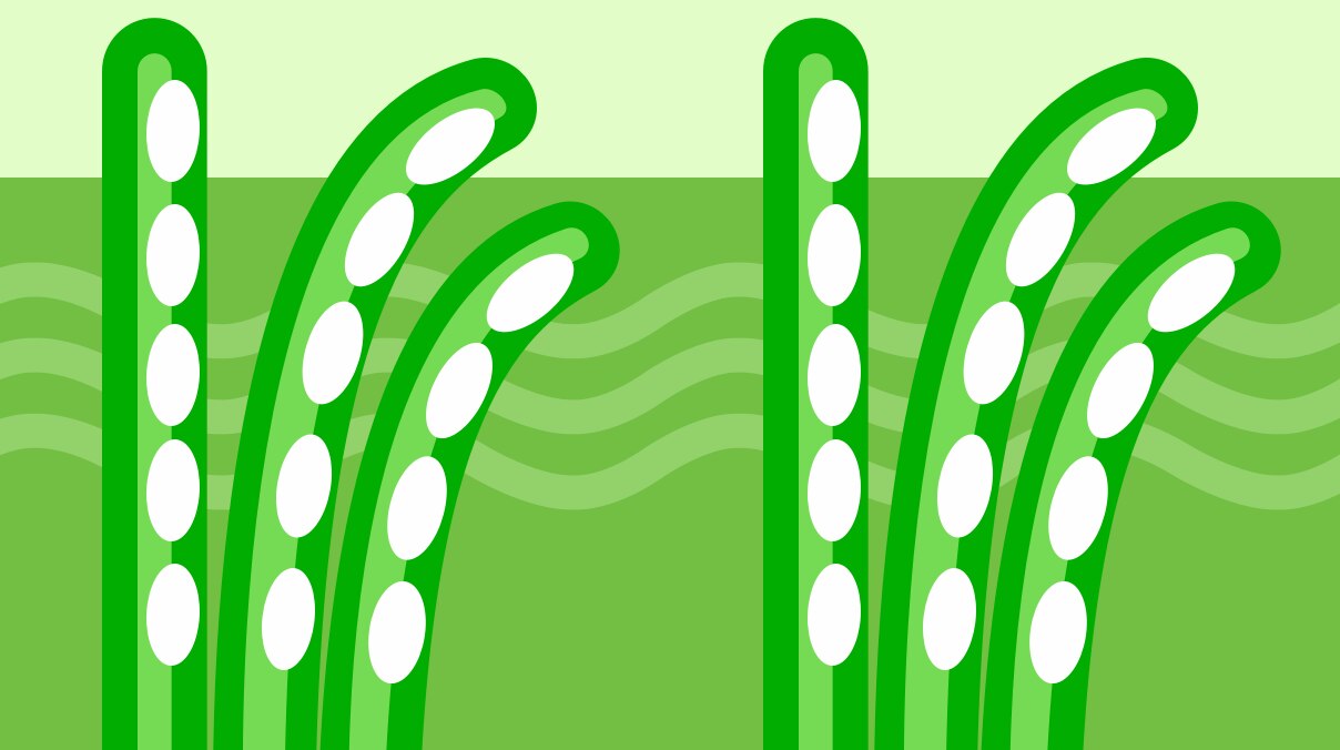 Rice Fields - ABC Kids listen