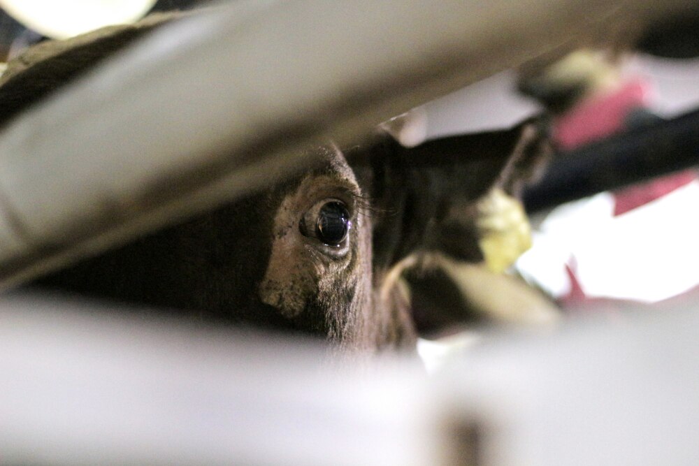 Clowning around: The unsung heroes of the Kununurra Rodeo - ABC News