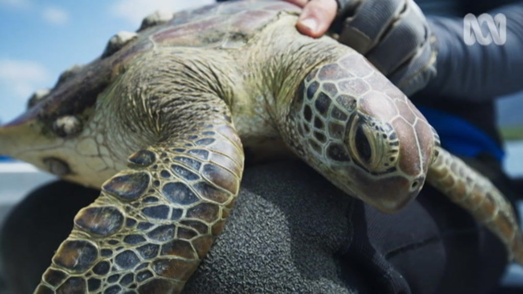 Dr Ian Bell is working to tag and track green sea turtle populations ...