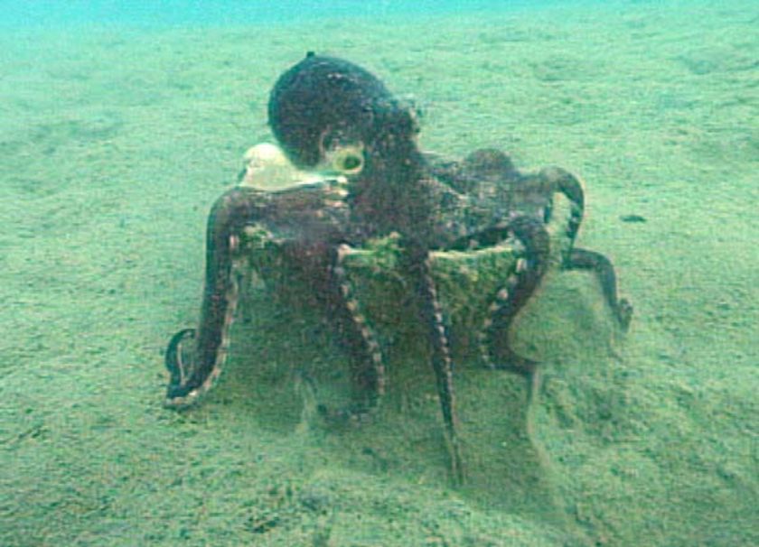 Scientists discover coconut-carrying octopus - ABC News