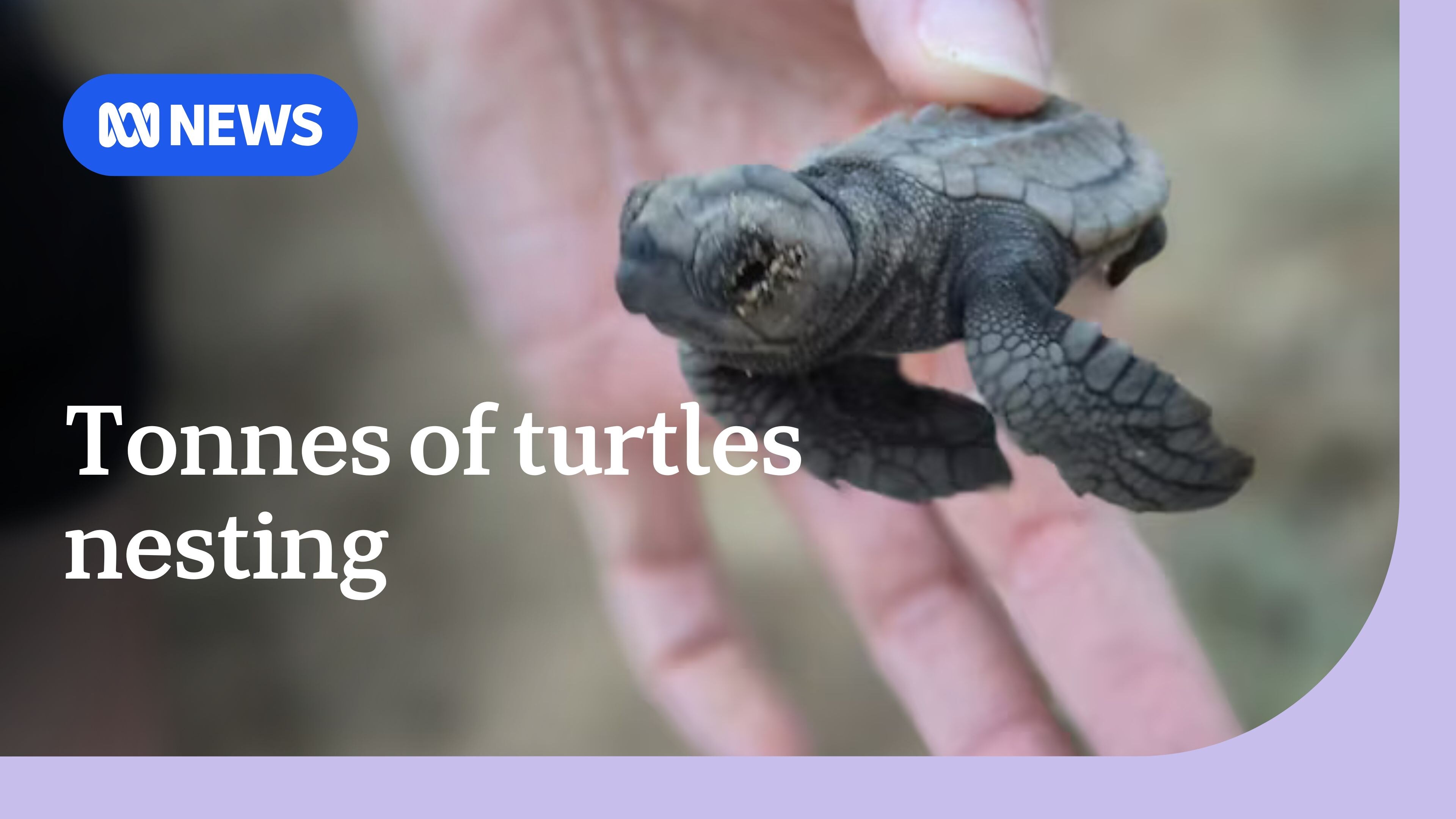 Endangered turtles break nesting record at Mon Repos beach - ABC News