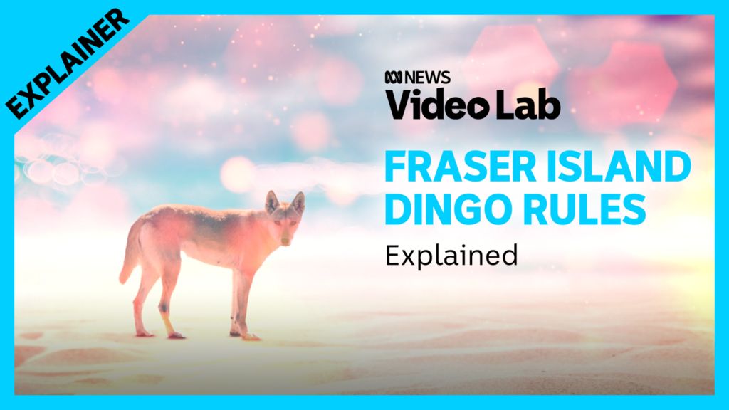 Fraser Island rangers crack down on dingo feeding - ABC News
