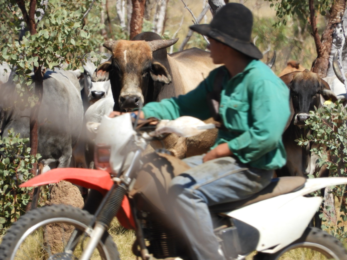 Family remembers Wilson Sprague as passionate stockman and 'good bloke ...