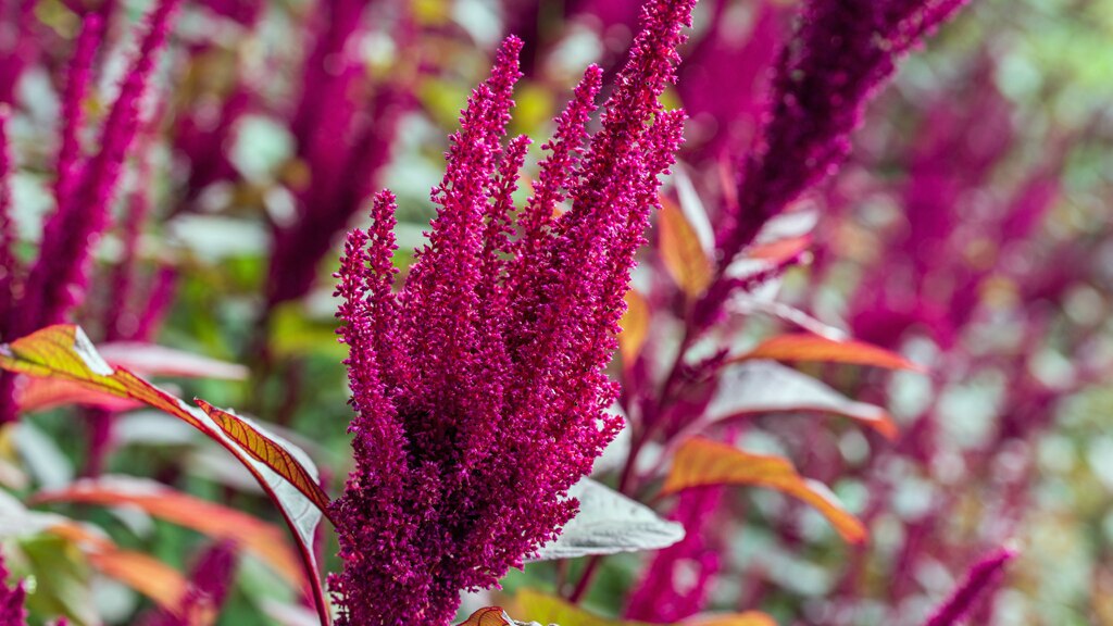 Amaranth - Gardening Australia