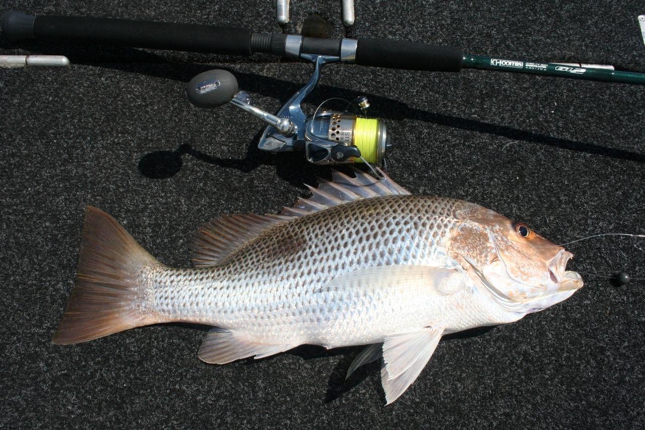 Baby snapper baked with fennel and white wine. - ABC News