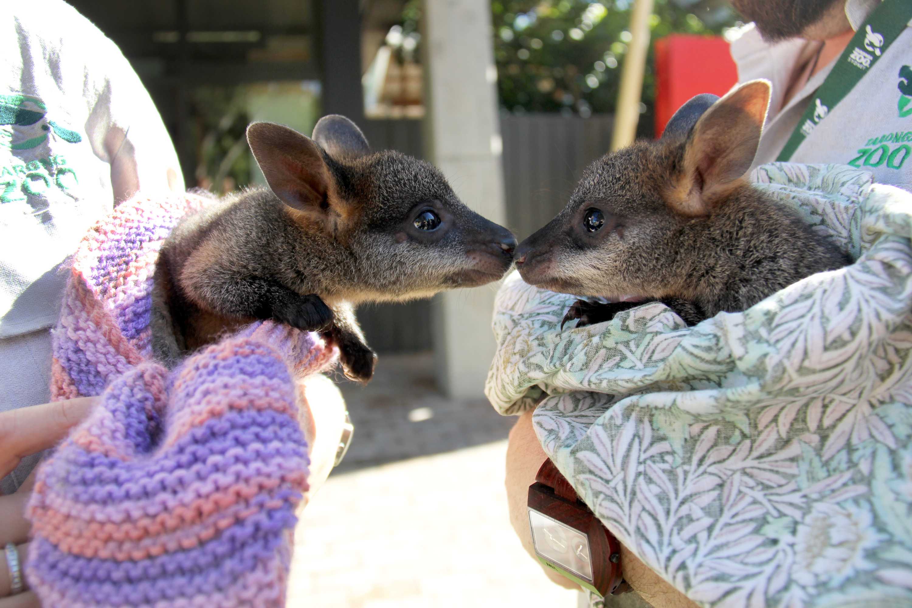 Rescued wallaby joeys to become Taronga Zoo playmates - ABC News
