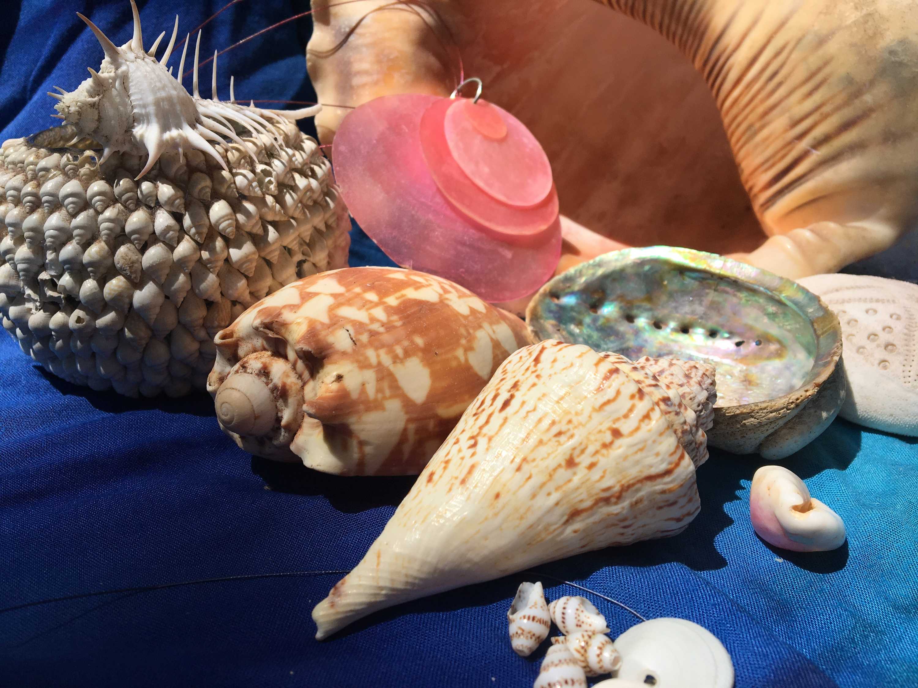 Sell seashells, even on the seashore, and surely breach the law - ABC ...