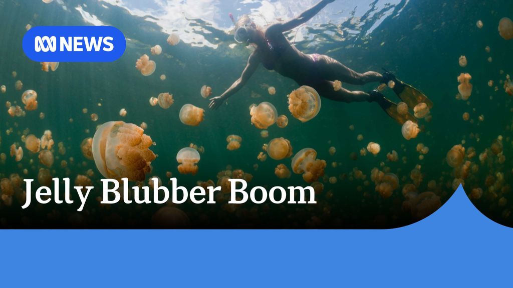 Hawkesbury River's jellyfish population boom sparks calls for fisheries ...