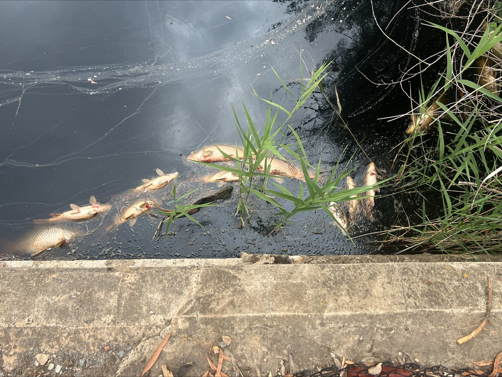 Dead fish at River Torrens weir likely the result of rain rather than ...