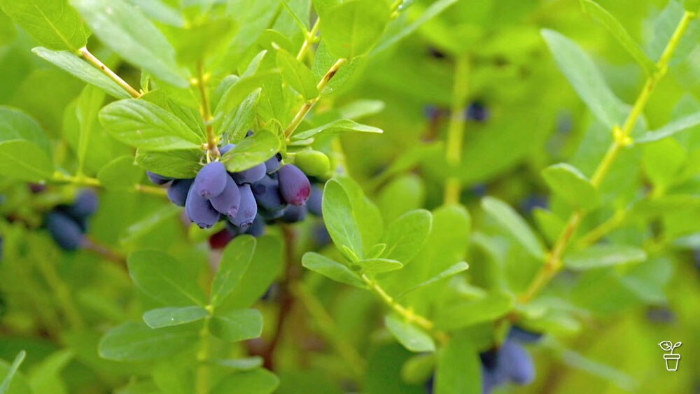 Holy Haskaps - Gardening Australia