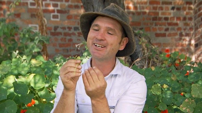 Poor Man's Capers - Gardening Australia