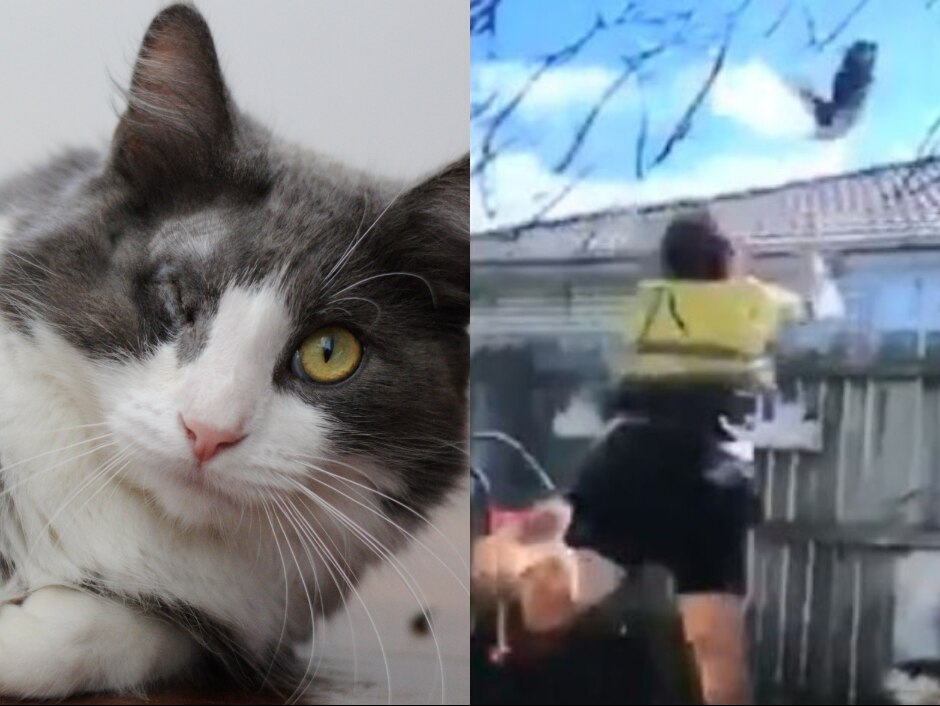 Cat thrown over fence into wall in viral social media video seeks ...