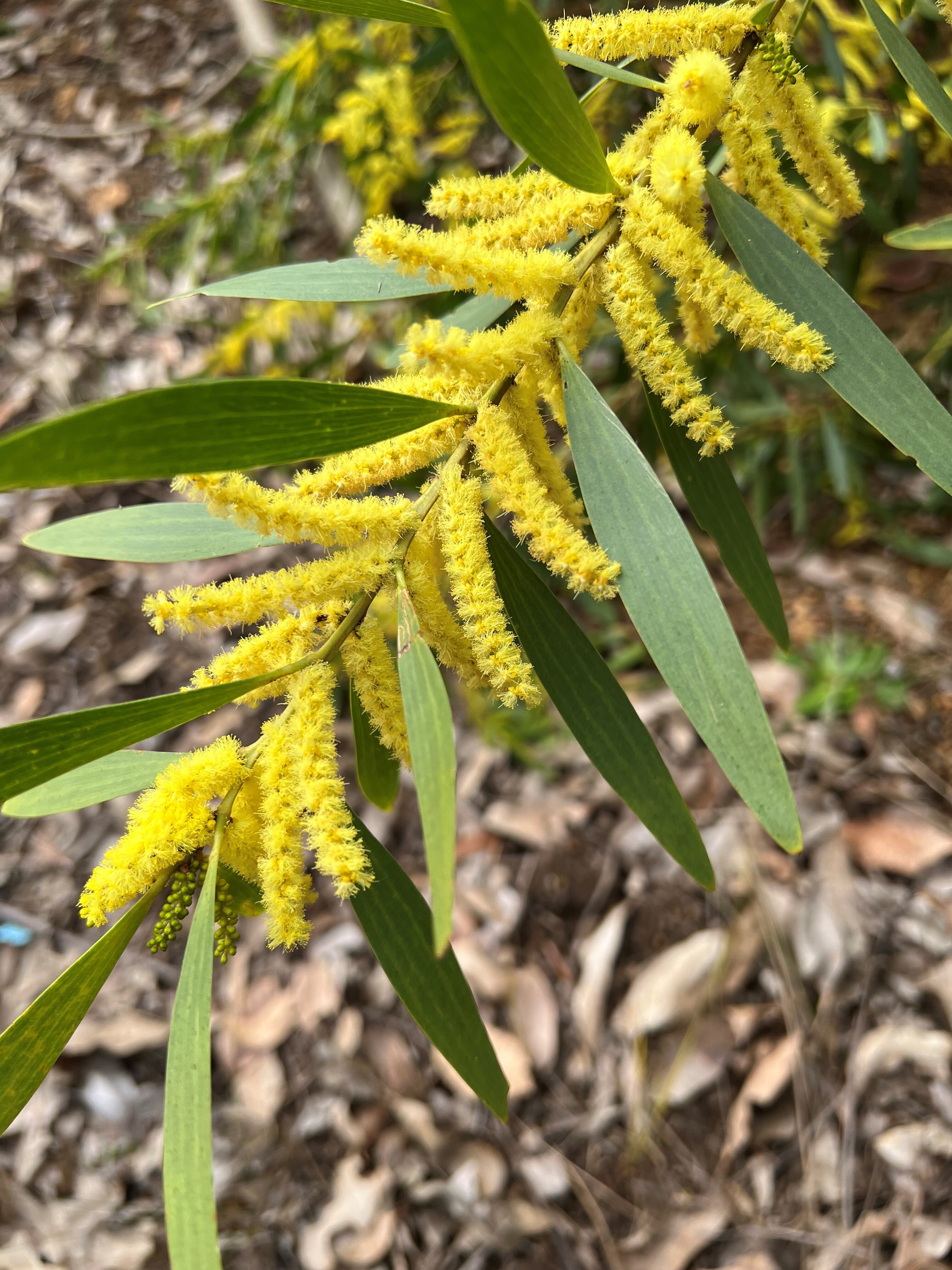 War on invasive Sydney golden wattle rages in WA as its native ...