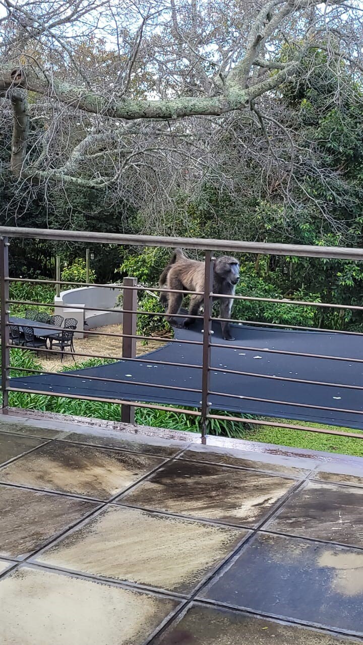 Residents in Cape Town clash over how to manage baboons that raid homes ...