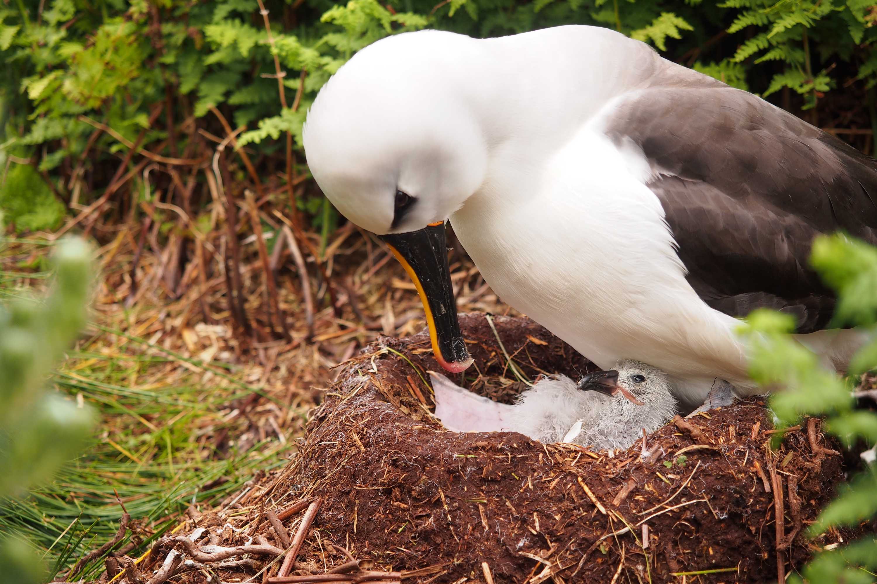 Gough Island's giant Tristan albatross faces being wiped out by a tiny ...