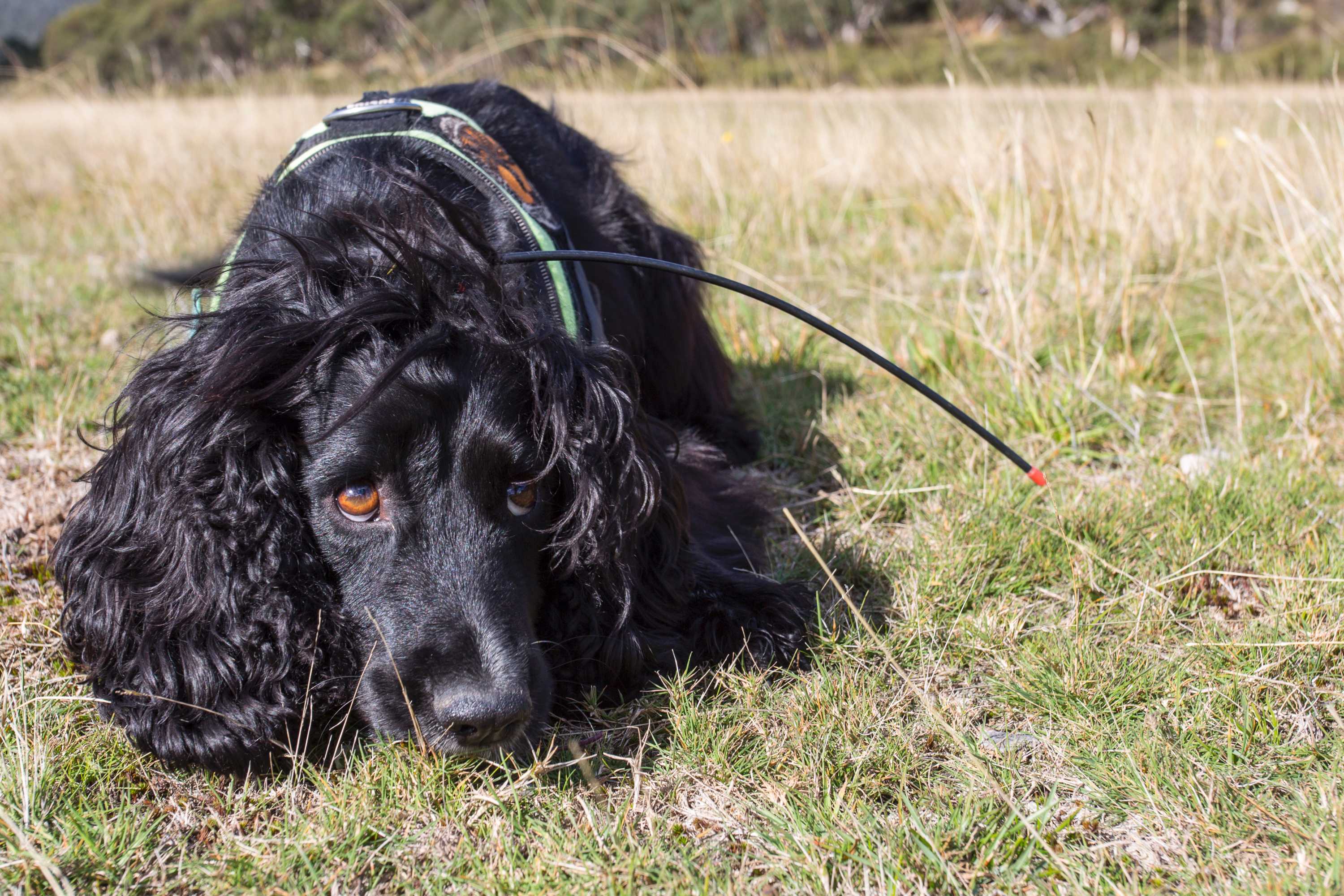Sniffer spaniels get the doggone weeds - ABC Radio National