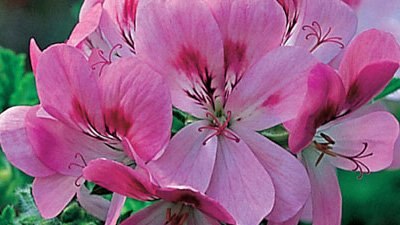 Geraniums - Gardening Australia
