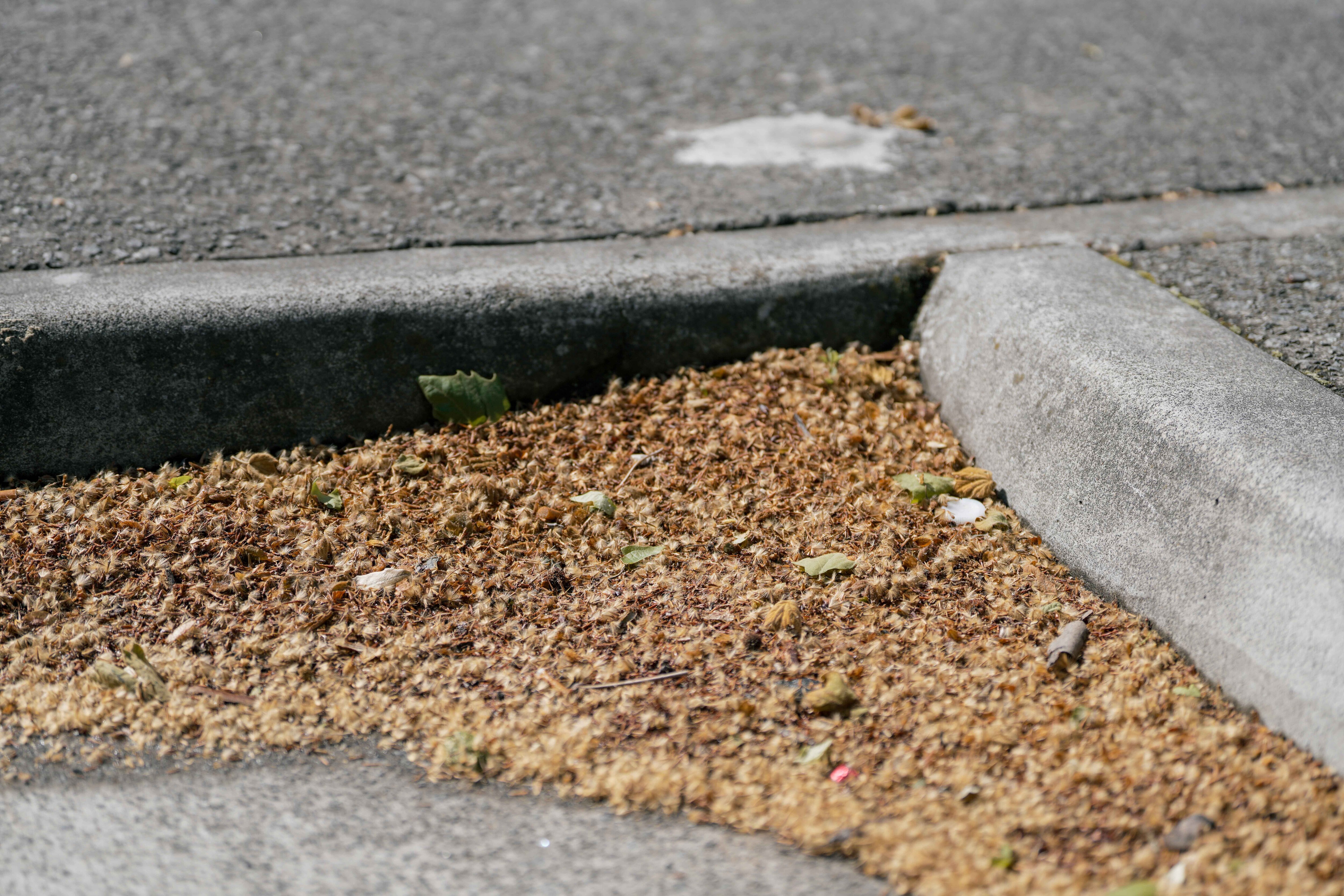 Salamanca Market stallholders call for London plane trees to be removed ...