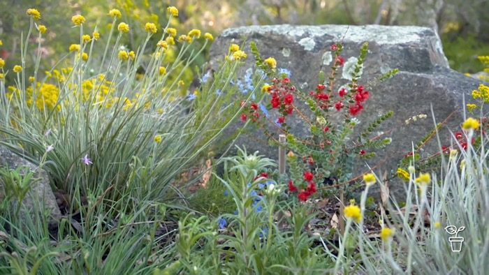 Kings Park Conservation - Gardening Australia