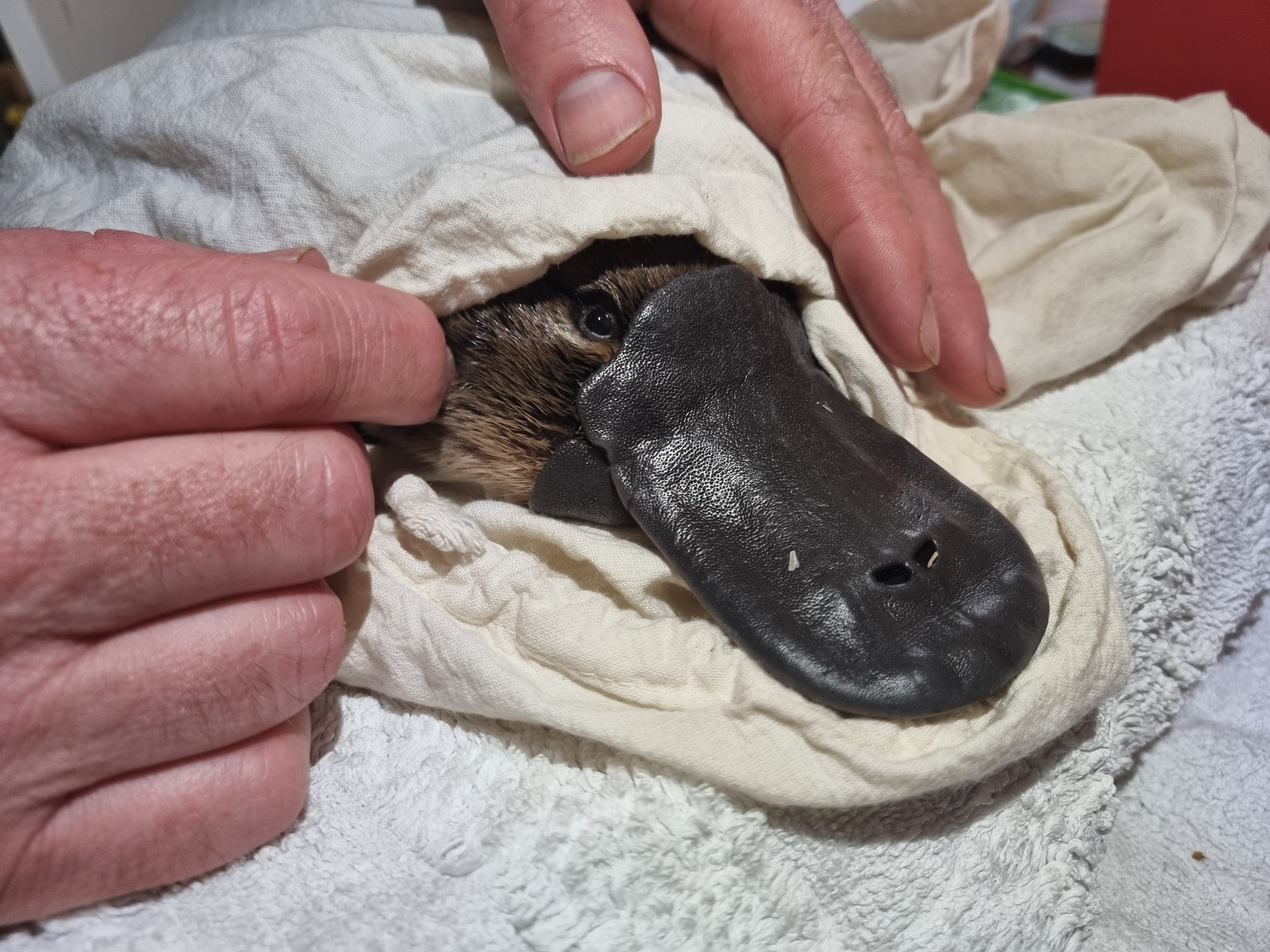 Three more platypuses captured in Wimmera's growing MacKenzie River ...