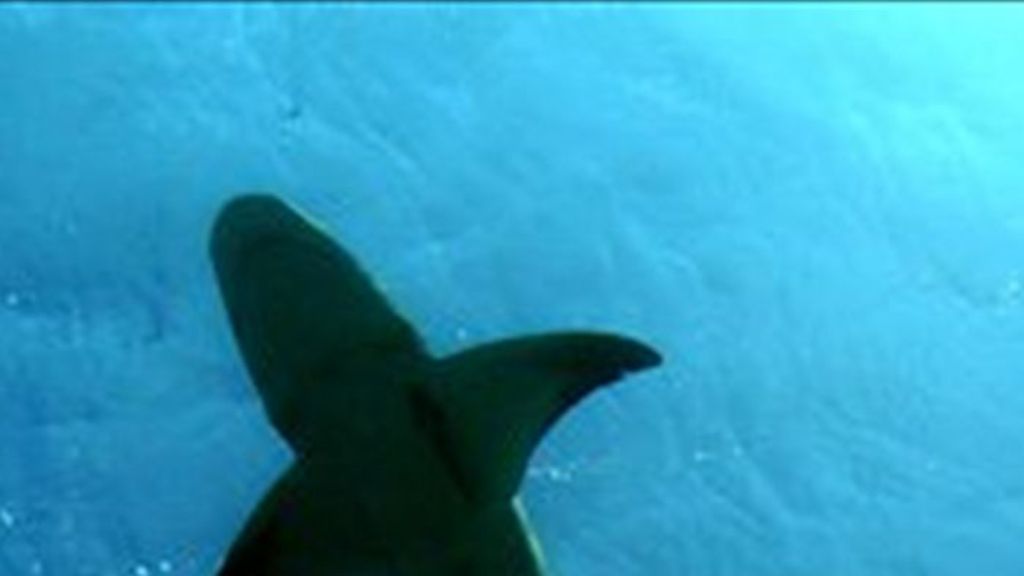 First shark sounds recorded - ABC listen