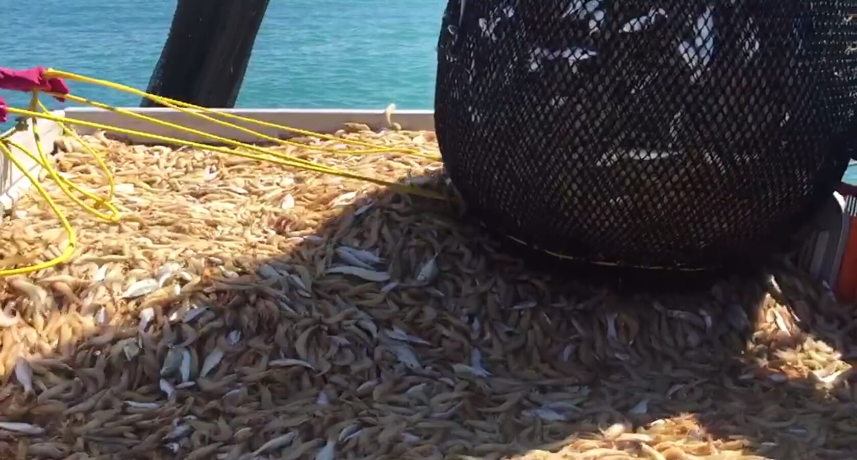 Gulf fishermen pin 'surprising' banana prawn harvest on good management ...