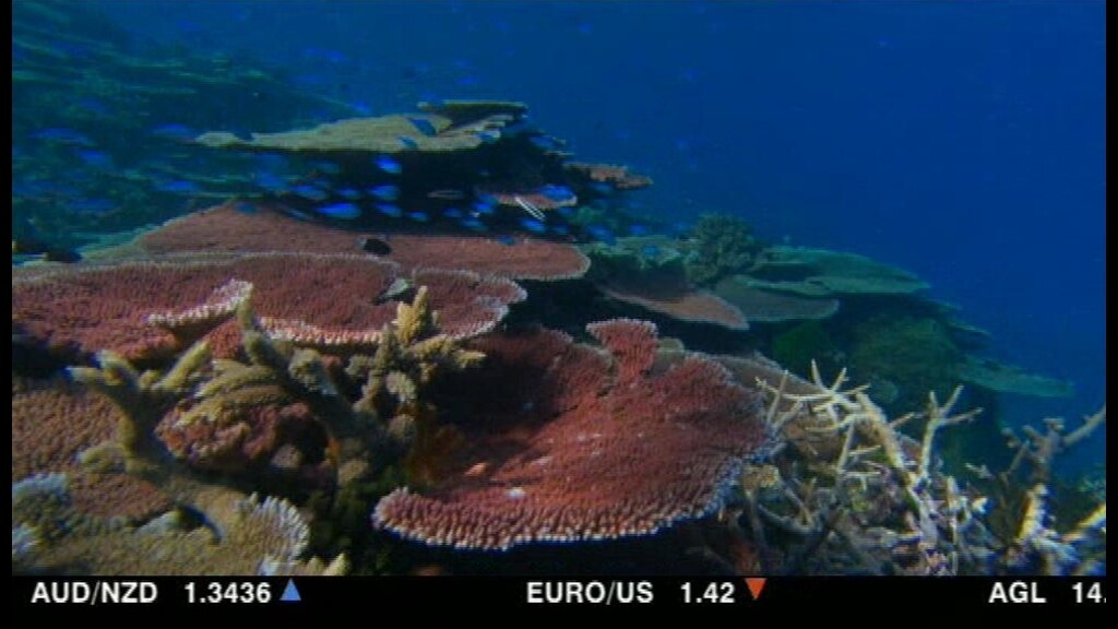 Great Barrier Reef under threat: research - ABC News