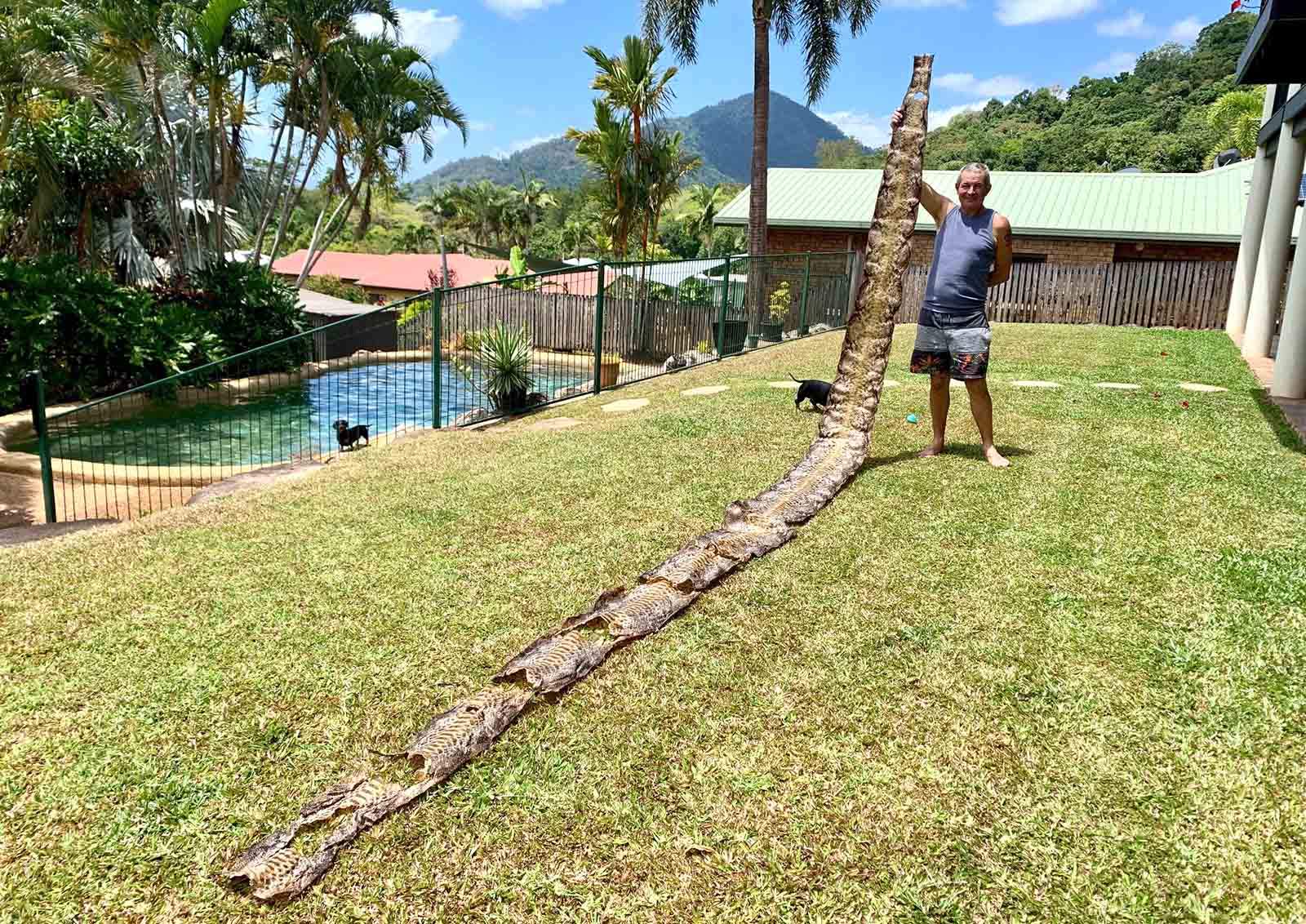 Snake skin found by Cairns resident Stuart Morris possibly from 7-metre ...