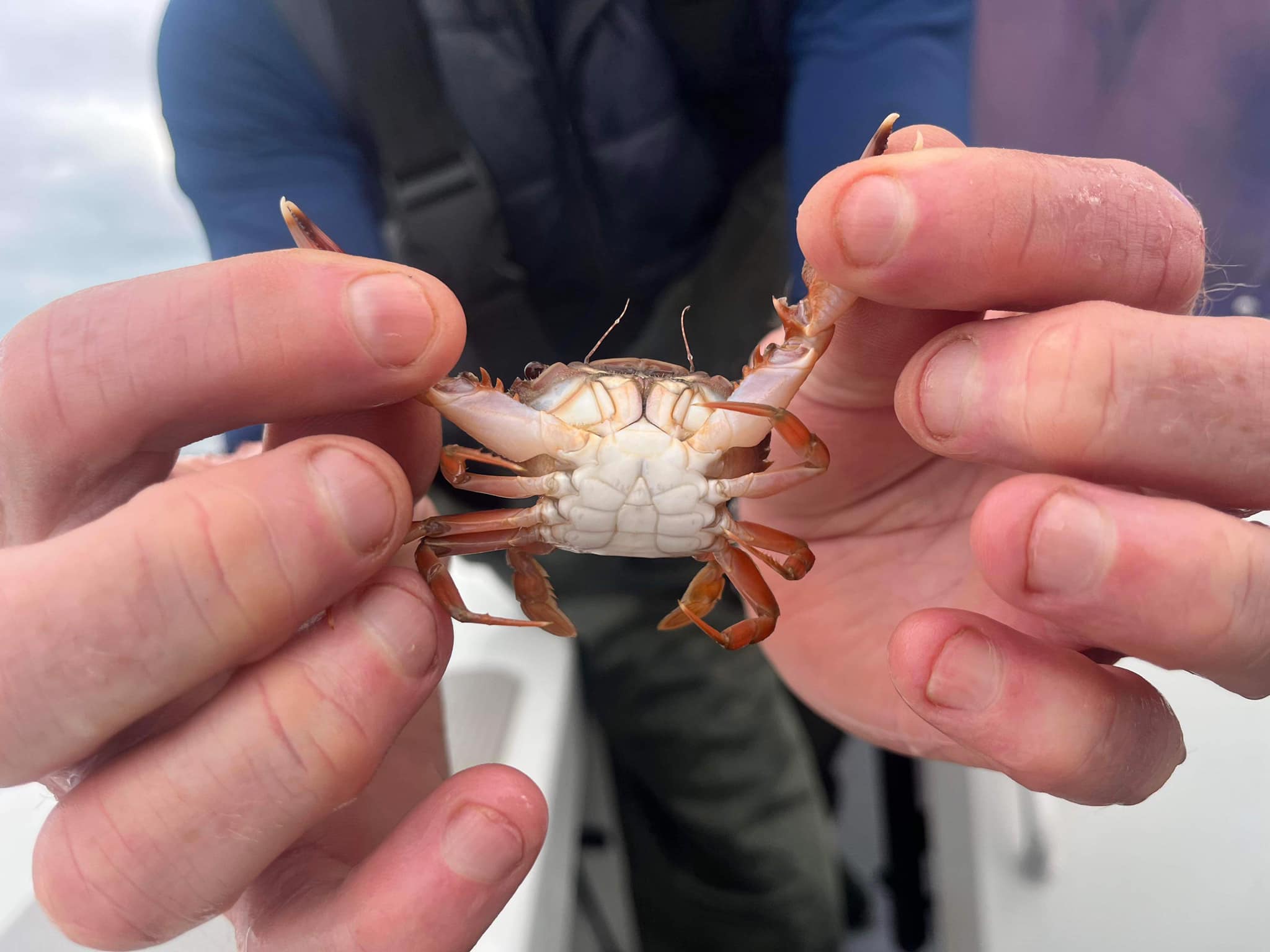 Mystery crab migration off WA's Shark Bay sparks call for more ...