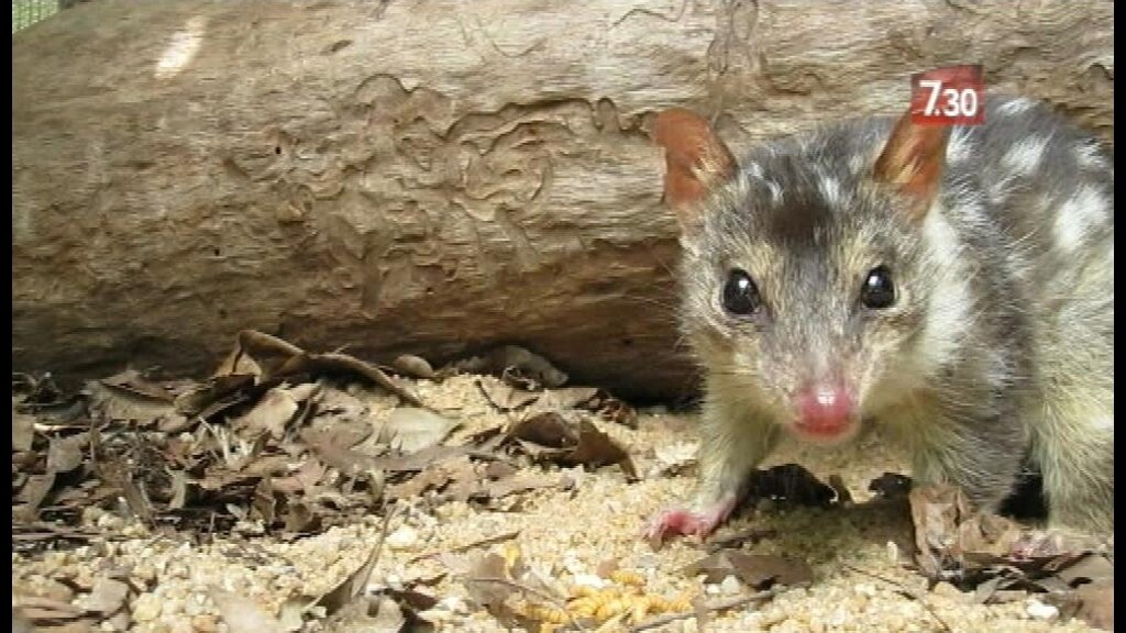 Northern quoll threatened by cane toads - ABC News