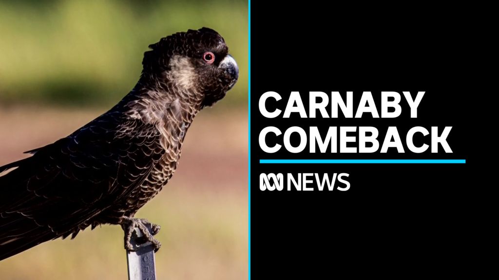 News Channel - ABC News