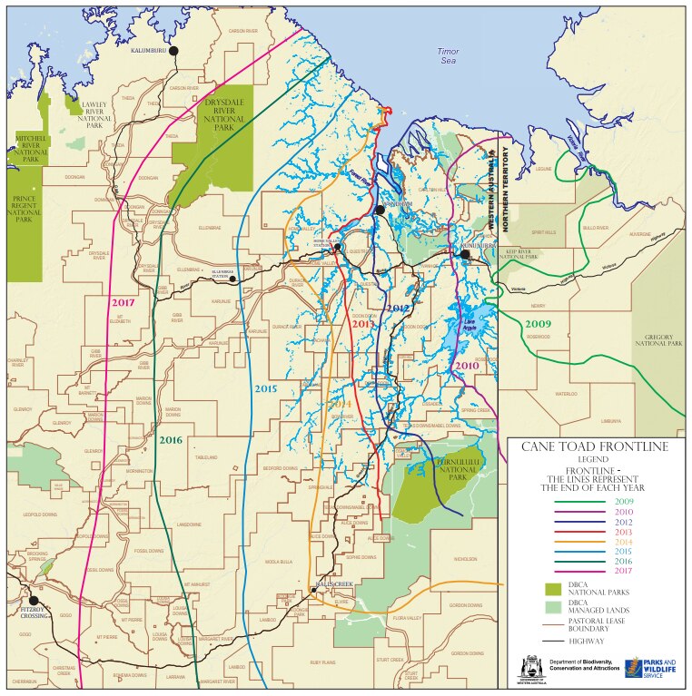 As cane toads march west, an inquiry into controlling their spread ...