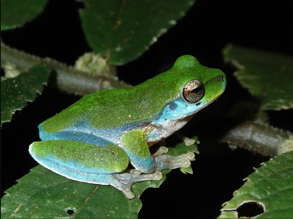 Blue Toed Tree Frog